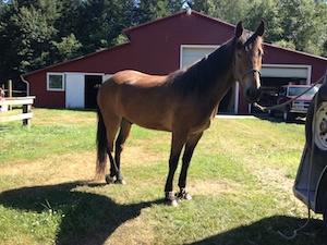 Patience is a Virtue-Colorado Horse Source