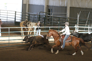 Ranch Sorting: The New Sport to Try-Colorado Horse Source