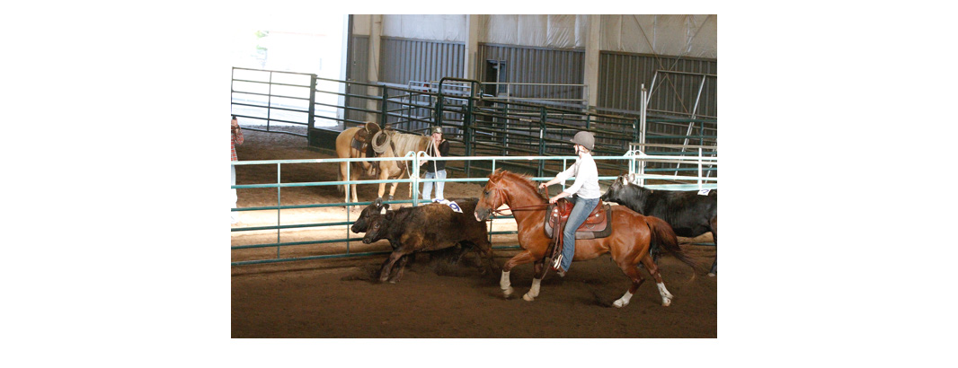 Ranch Sorting: The New Sport to Try-Colorado Horse Source