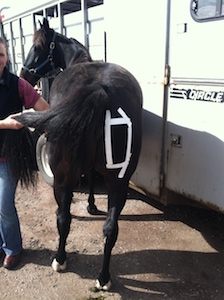 How to Give an Intramuscular Injection-Colorado Horse Source