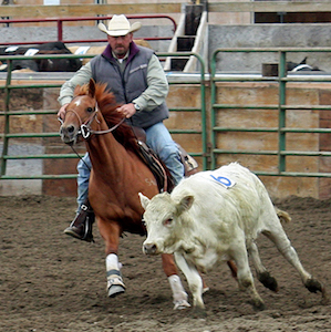 Ranch Sorting: The New Sport to Try - Part 3-Colorado Horse Source