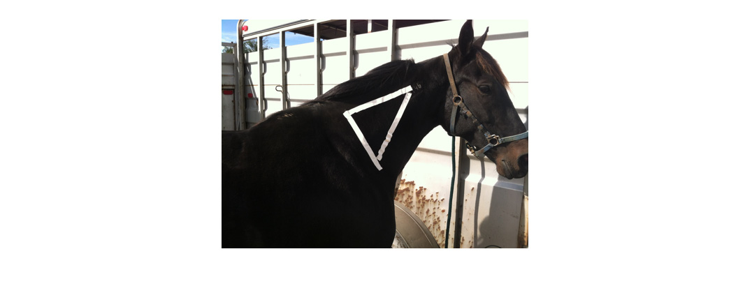 How to Give an Intramuscular Injection-Colorado Horse Source