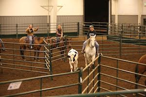 Ranch Sorting: The New Sport to Try - Part 4-Colorado Horse Source