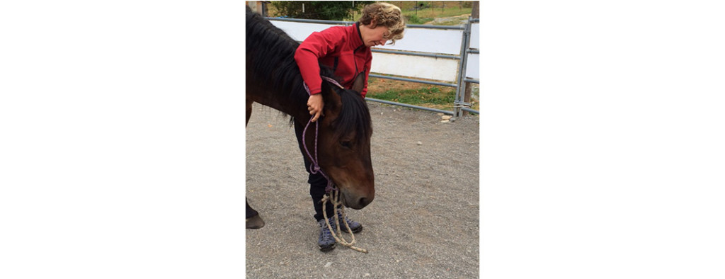Over 40 and Horse Crazy - Haltering Basics-Colorado Horse Source