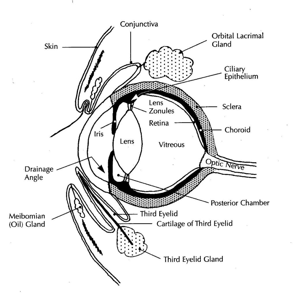 The Amazing Equine Eye-Colorado Horse Source