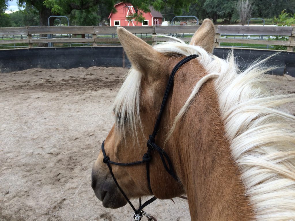 Apollo Meredith Cherry Centauride - Colorado Horse Source