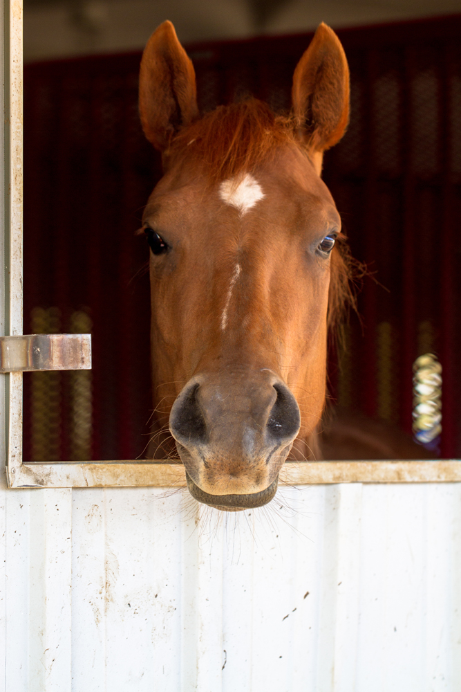 Six signs of good quality horse hay-Colorado Horse Source