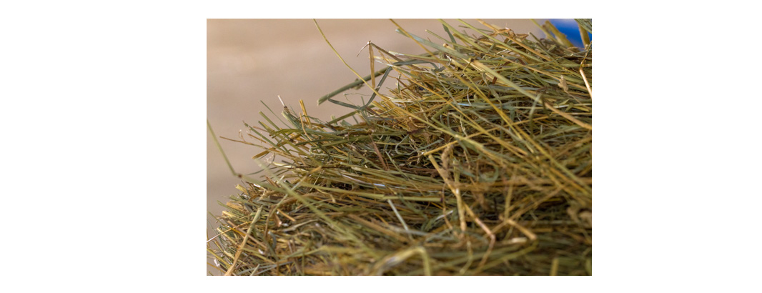 Six Signs of Good Quality Horse Hay-Colorado Horse Source