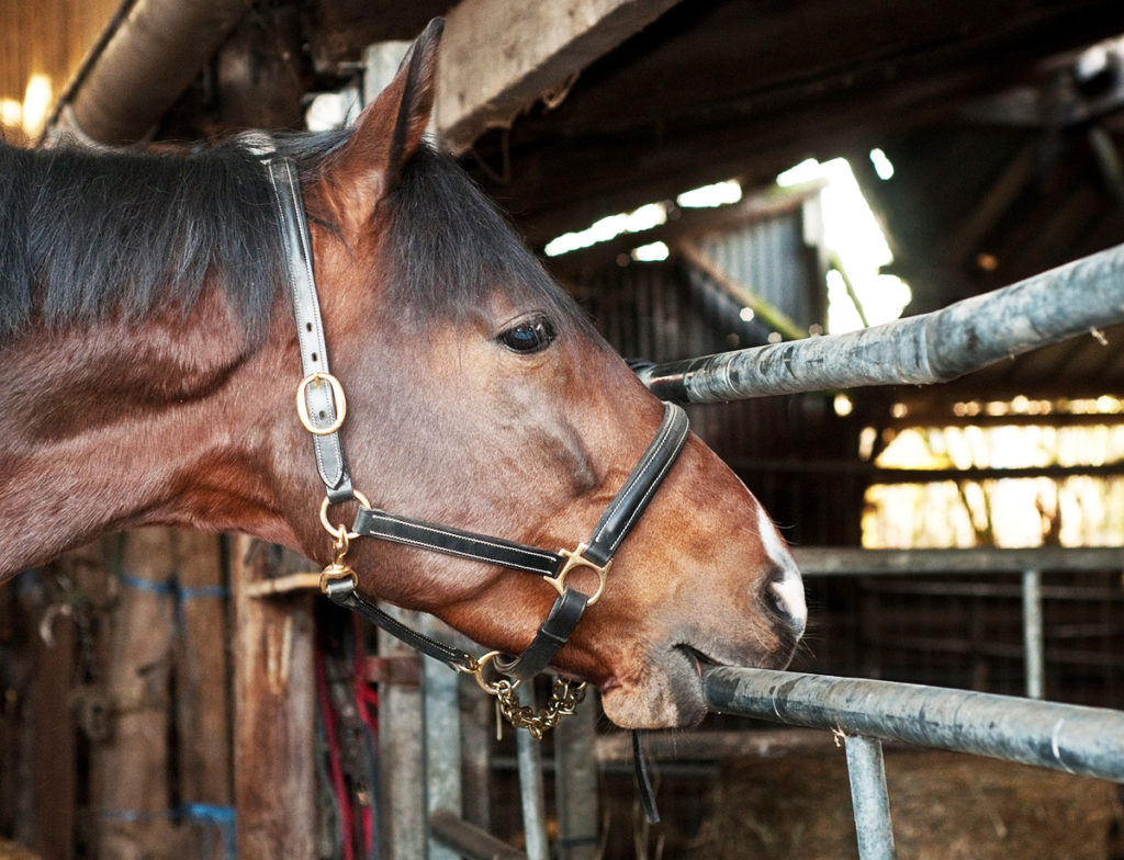 horse bit crib cribbing bite chew - Colorado Horse Source
