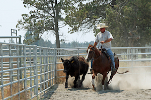 Ranch Sorting: The New Sport to Try - Colorado Horse Source