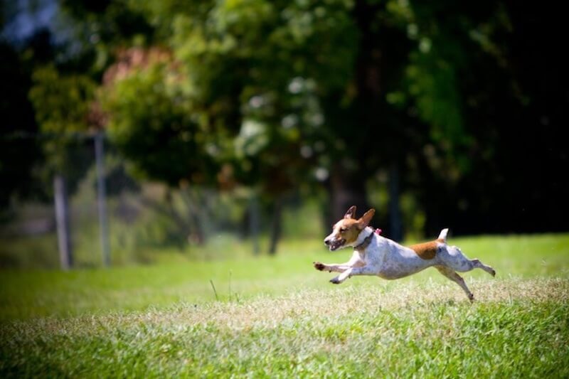 Natural Vermin Control - Does Your Farm Need a Jack Russell Terrier ...