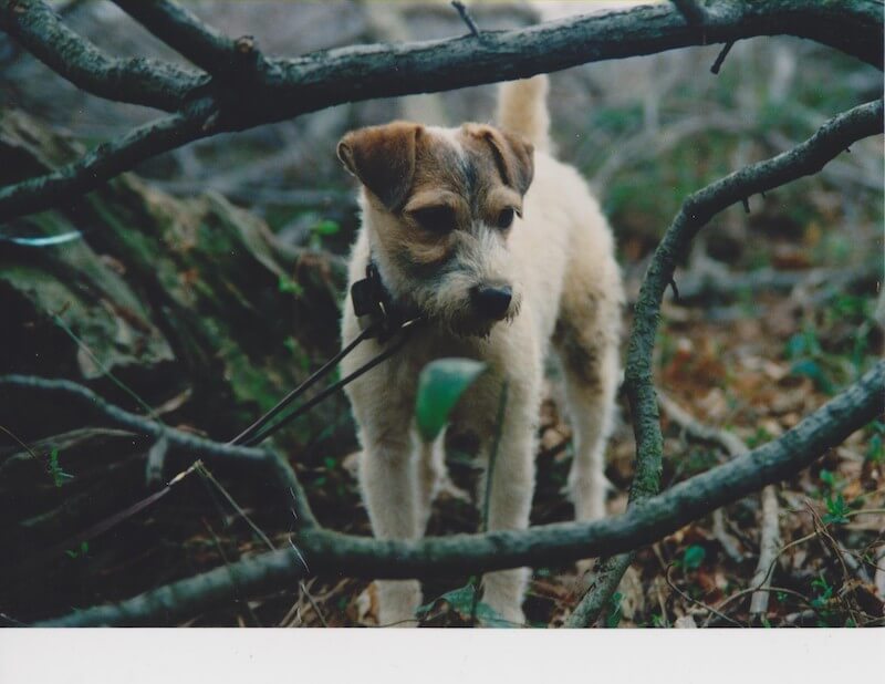 Natural Vermin Control - Does Your Farm Need a Jack Russell Terrier ...