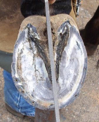 Finding Balance-Colorado Horse Source