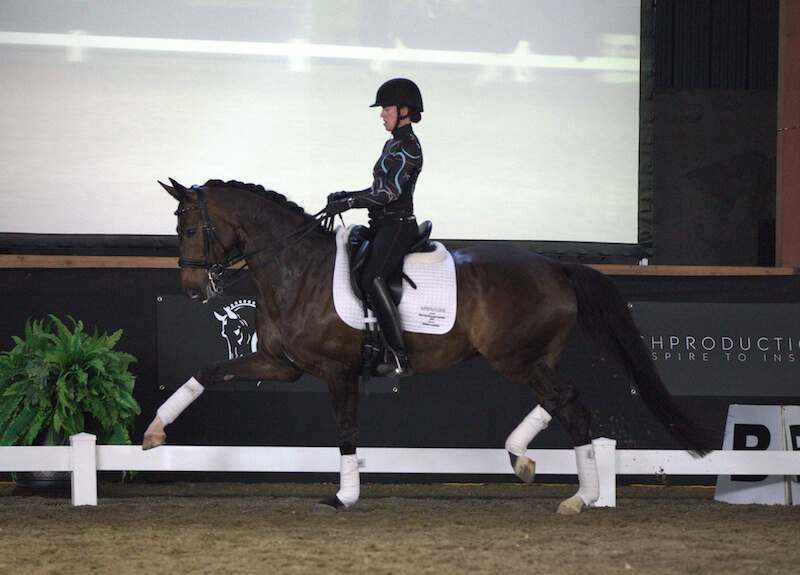 The Qualities of a Good Performance Horse-Colorado Horse Source