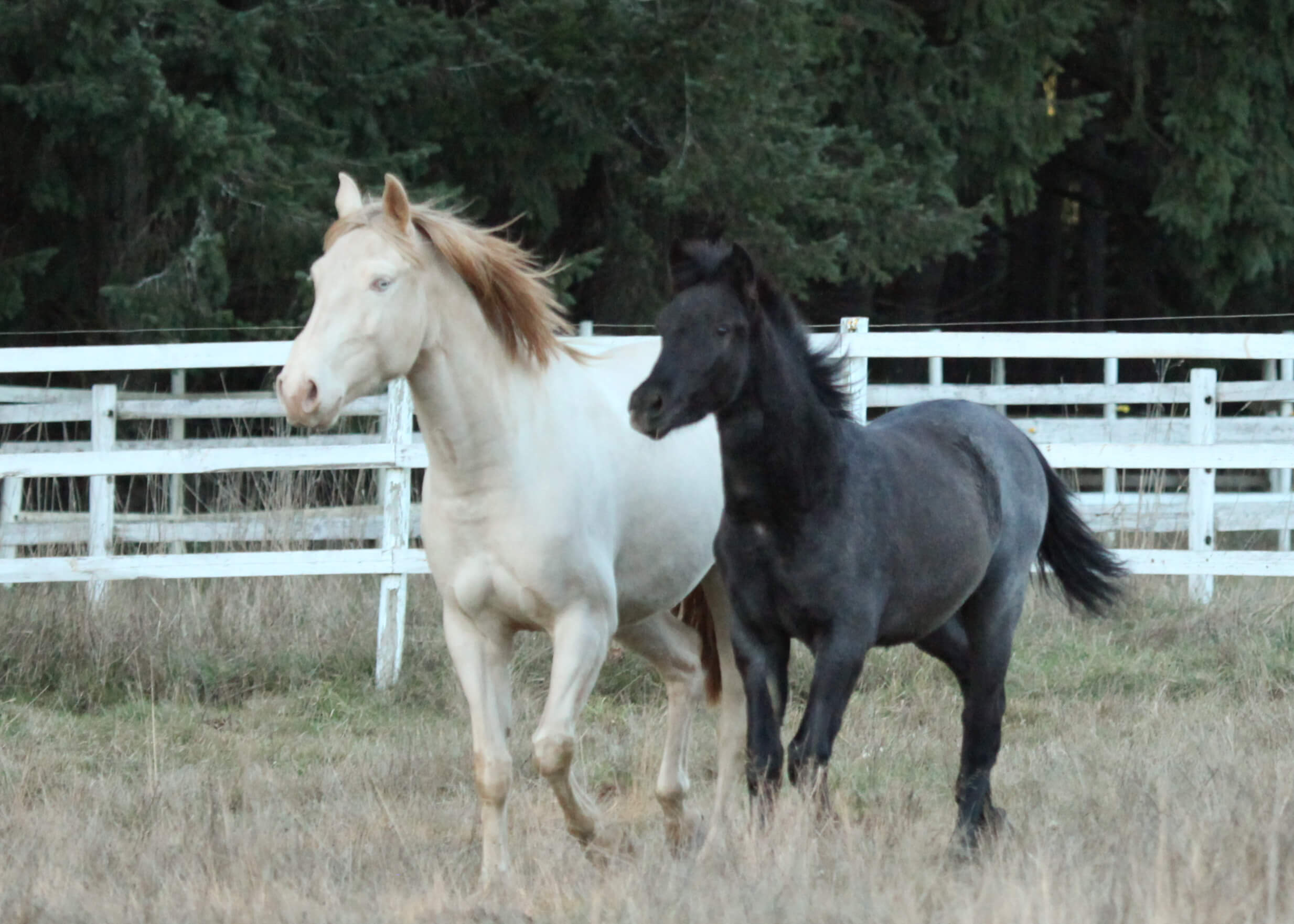 How Bella Got Her Groove Back-Colorado Horse Source