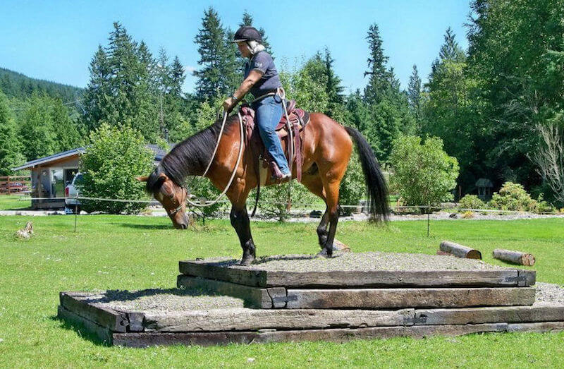 Riding Well Grounded-Colorado Horse Source