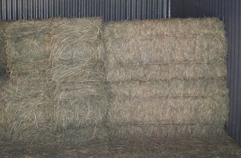 Get to Know Your Grass Hays - Colorado Horse Source