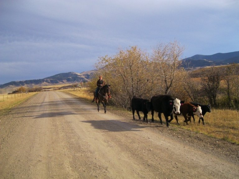 Top Tips for Going on Cattle Drives-Colorado Horse Source