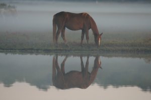 A Master Photographer’s Lifelong Quest to Capture the Most Magnificent ...