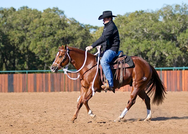 From Colt Starting to Well-Trained Horse-Colorado Horse Source