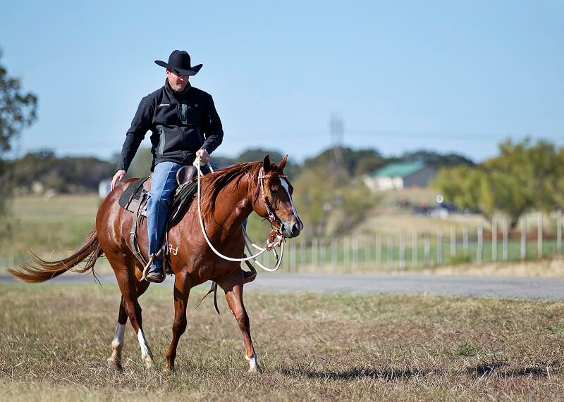From Colt Starting to Well-Trained Horse-Colorado Horse Source