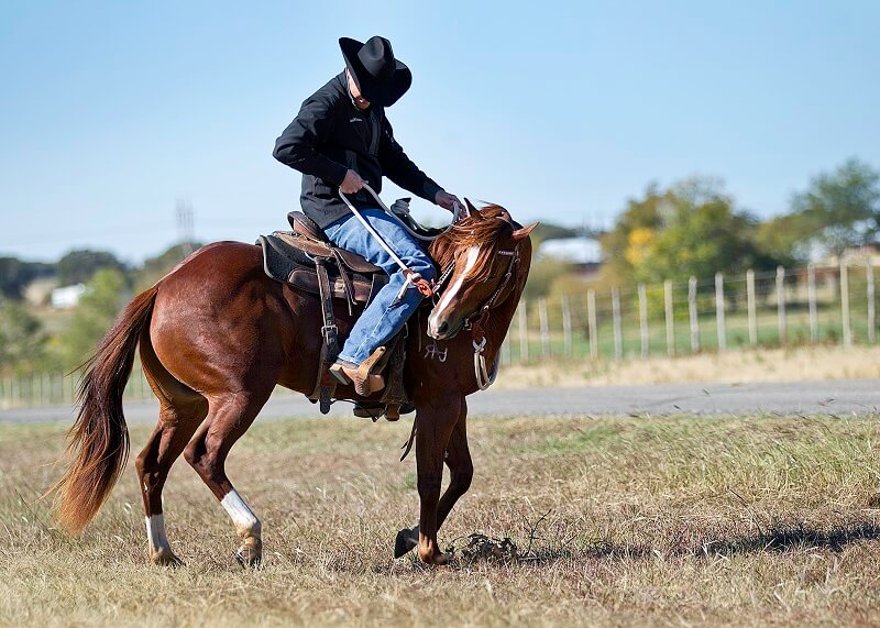 From Colt Starting to Well-Trained Horse-Colorado Horse Source