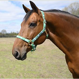 State Line Tack and 4-H Work Together to Inspire and Help Kids-Colorado ...