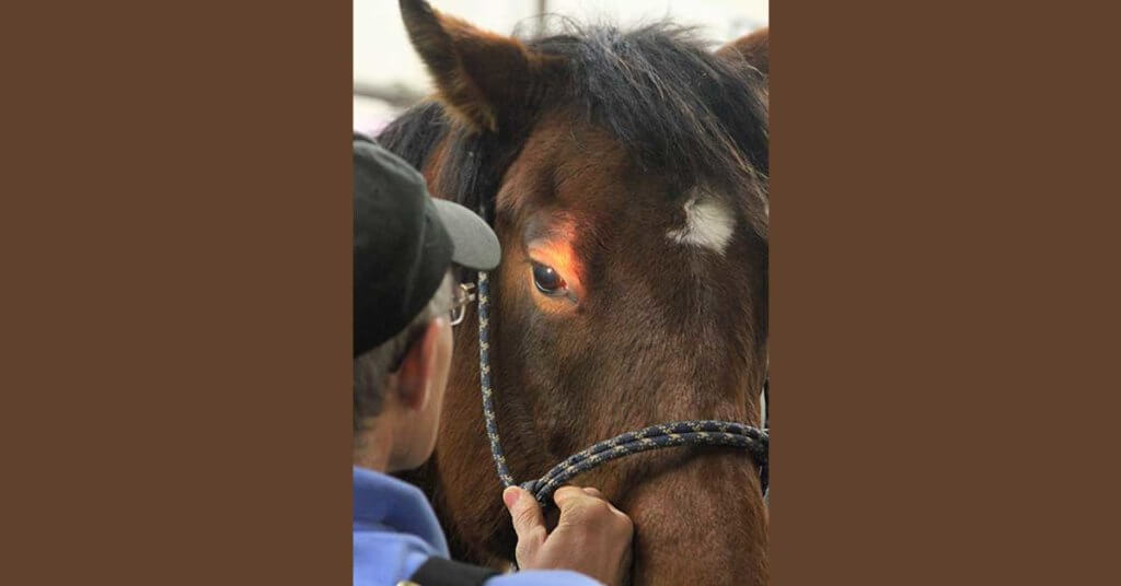 Ask the Expert: How to Deal With Cataracts in Horses-Colorado Horse Source