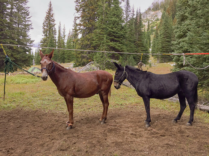 camping highline web - Colorado Horse Source