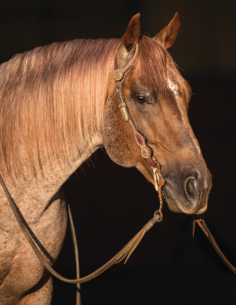 New & Noteworthy: Metallic Cat Becomes National Reined Cow Horse ...
