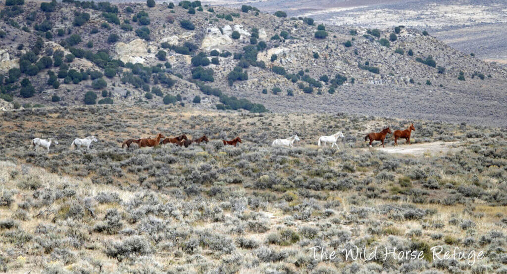 Cover Story: A Second Chance for Freedom-Colorado Horse Source