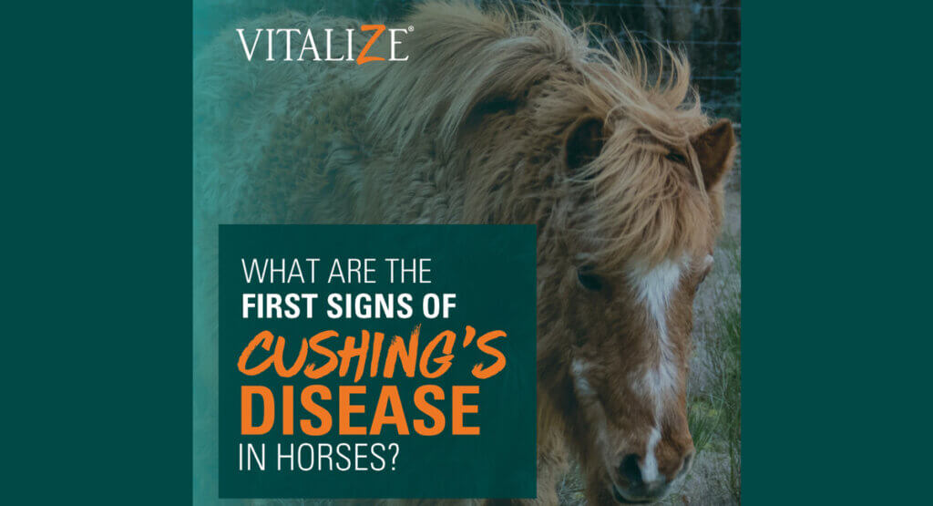 What are the First Signs of Cushing's Disease in Horses?-Colorado Horse Source