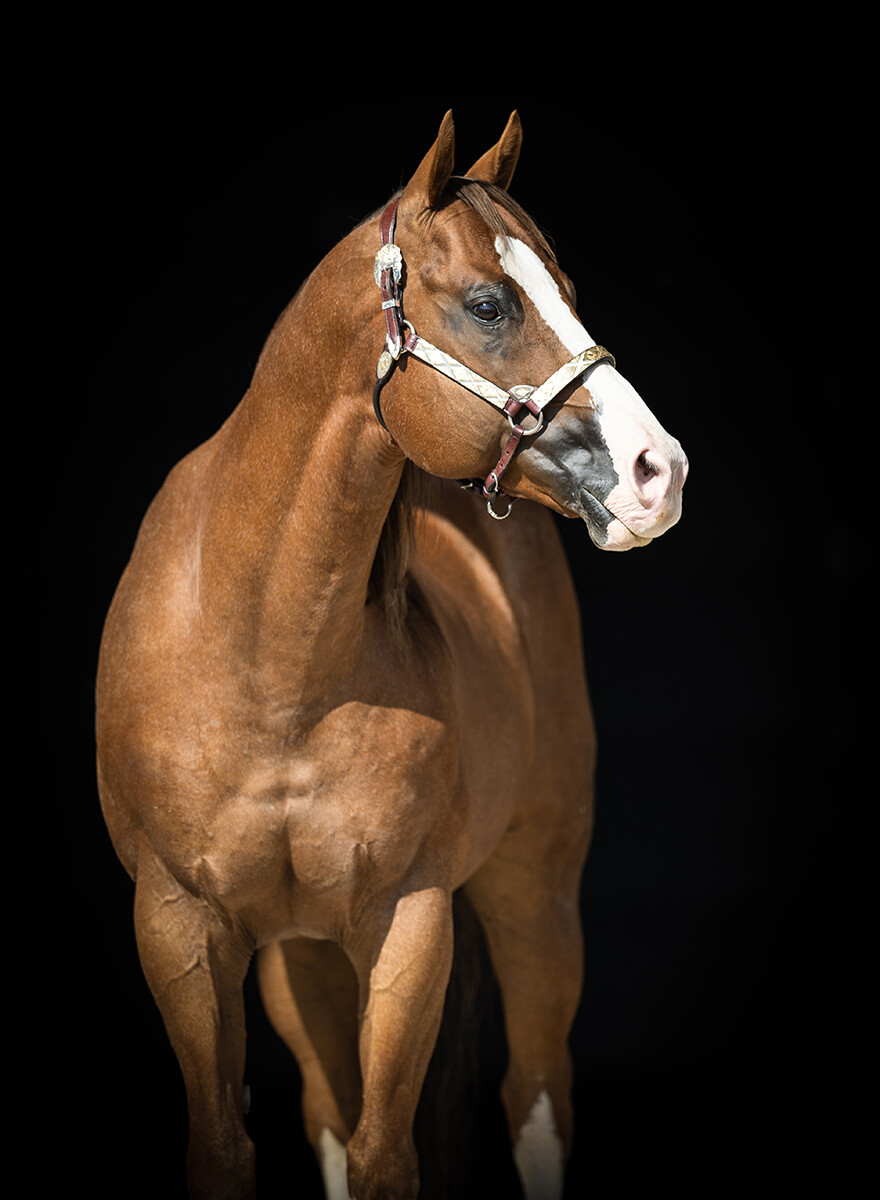Cover Story: Built to Carry On - Eye Opening Legacy-Colorado Horse Source